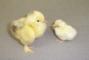 Serama Chickens: Good Things In Small Packages - Backyard Poultry